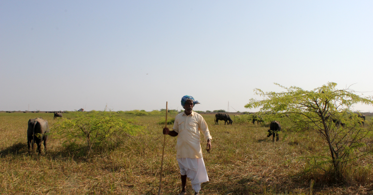 Maldharis, the Silvipastoralists of the Banni Grasslands | Sahapedia