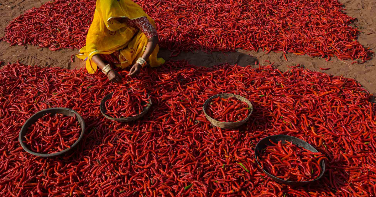 Red Hot Chilli Peppers: Mathania Lal Mirch | Sahapedia