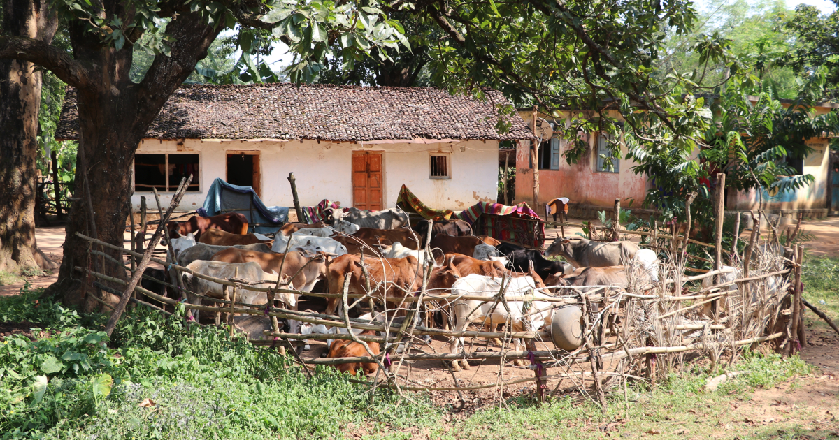 पोला/गौठान: मानव एवं पशु संबंधों की छत्तीसगढ़ी परम्परा, Pola/Gauthan ...