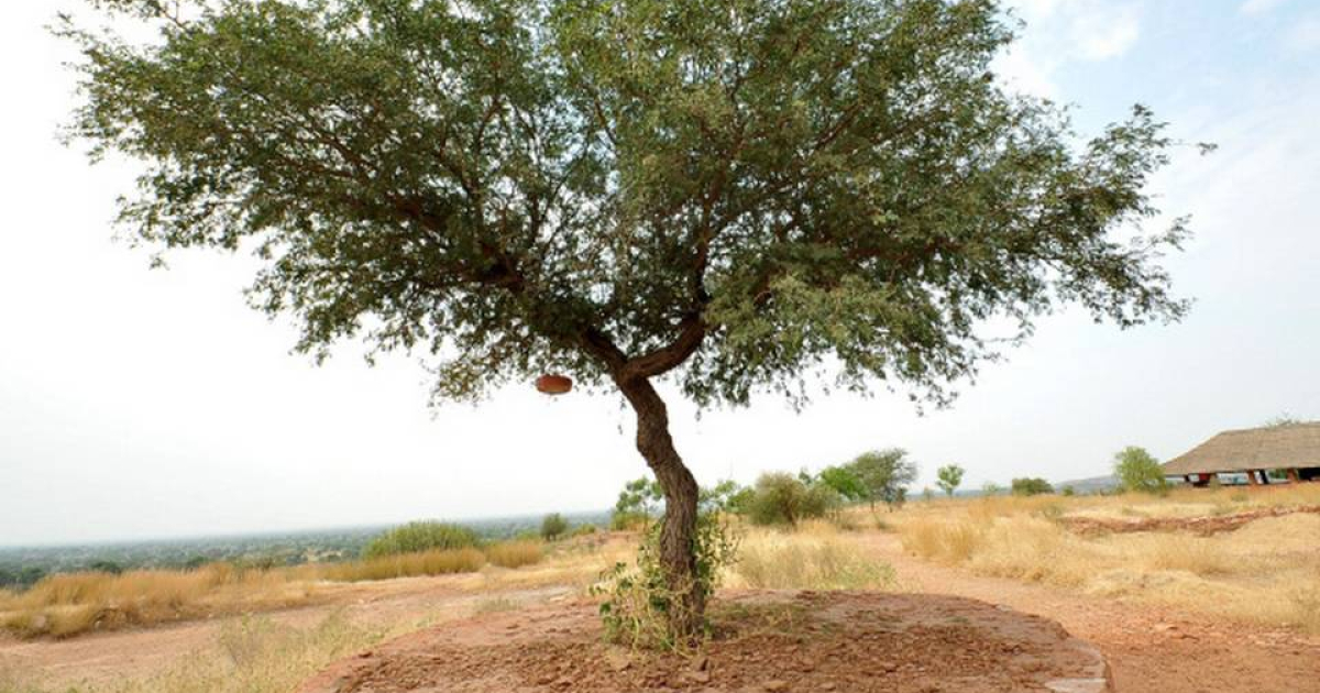 Flora and Fauna in the Thar Desert | Sahapedia