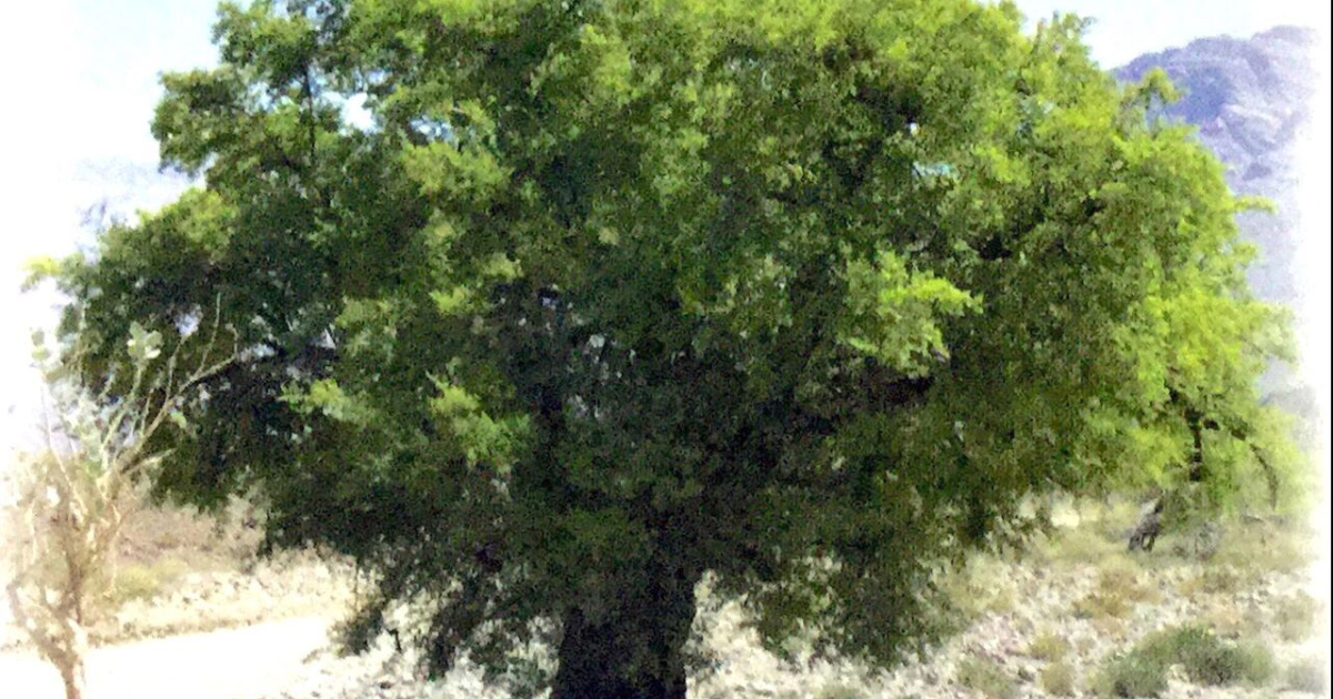 When Amrita Devi and 362 Bishnois sacrificed their lives for the Khejri ...