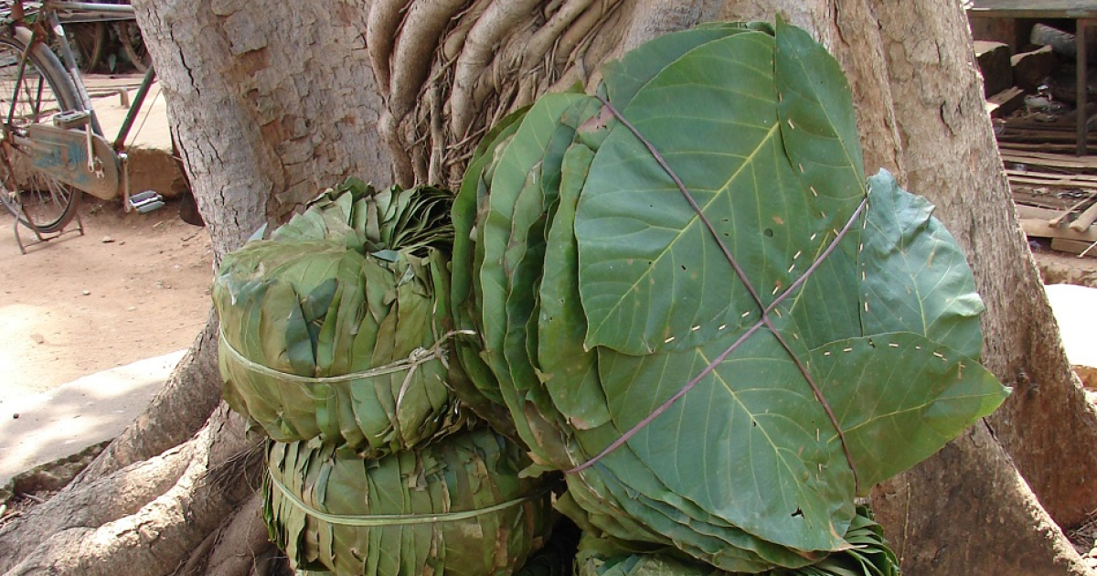 पत्तों से बर्तन बनाने की आदिम कला: दोना-पत्तल | Sahapedia