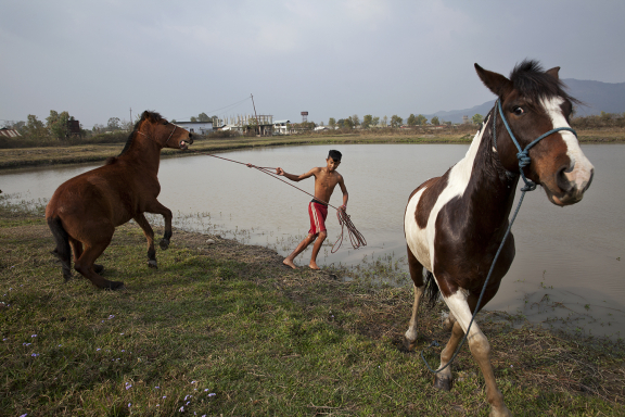 Manipuri Ponies & Origins of Polo | Sahapedia