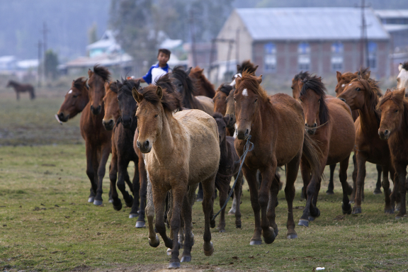 Manipuri Ponies & Origins of Polo | Sahapedia