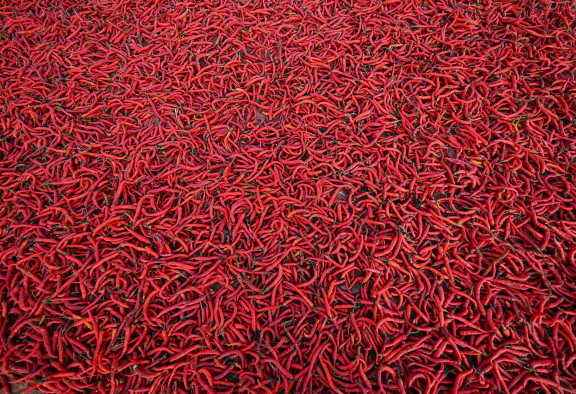 Red Hot Chilli Peppers: Mathania Lal Mirch | Sahapedia