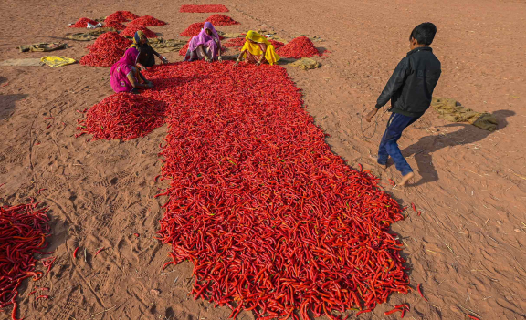 Red Hot Chilli Peppers: Mathania Lal Mirch | Sahapedia