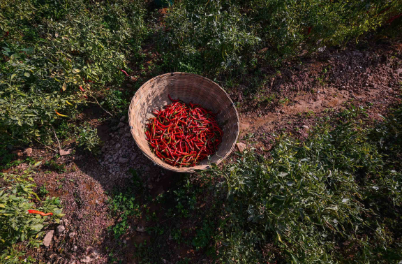 Red Hot Chilli Peppers: Mathania Lal Mirch | Sahapedia