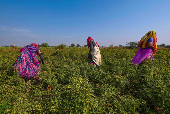 Red Hot Chilli Peppers: Mathania Lal Mirch | Sahapedia