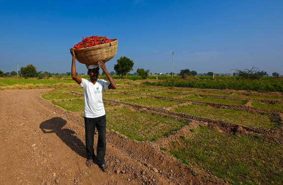 Red Hot Chilli Peppers: Mathania Lal Mirch | Sahapedia