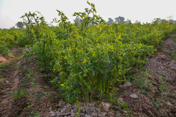 Red Hot Chilli Peppers: Mathania Lal Mirch | Sahapedia