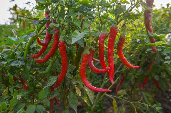 Red Hot Chilli Peppers: Mathania Lal Mirch | Sahapedia