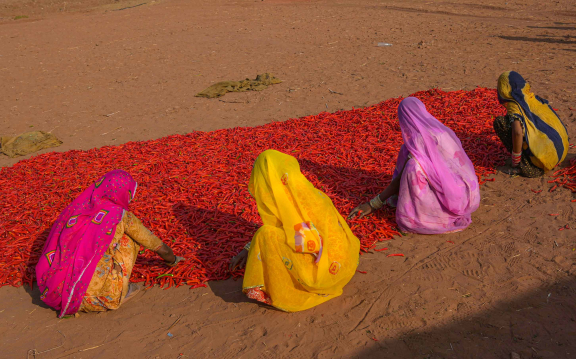 Red Hot Chilli Peppers: Mathania Lal Mirch | Sahapedia