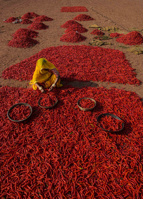 Red Hot Chilli Peppers: Mathania Lal Mirch | Sahapedia