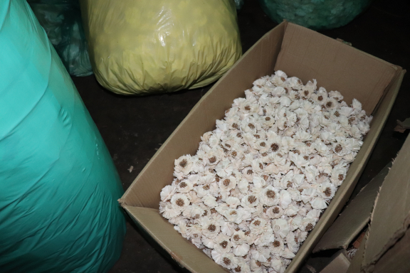 Sholapith: A Visual Guide | Sahapedia