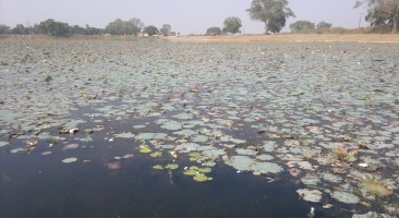 छत्तीसगढ़ के तालाब/Talaab in the Landscape of Chhattisgarh | Sahapedia