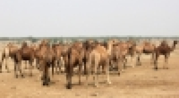 Banni Grasslands, Great Rann of Kachchh | Sahapedia