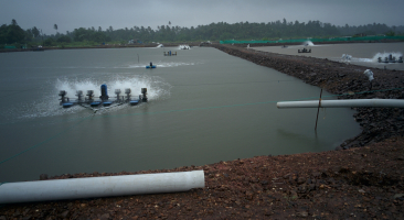 Khazans: Traditional Water Management System of Goa | Sahapedia