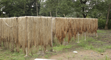 Jute: The Golden Fibre | Sahapedia