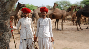 The Raikas and Camels in Rajasthan | Sahapedia