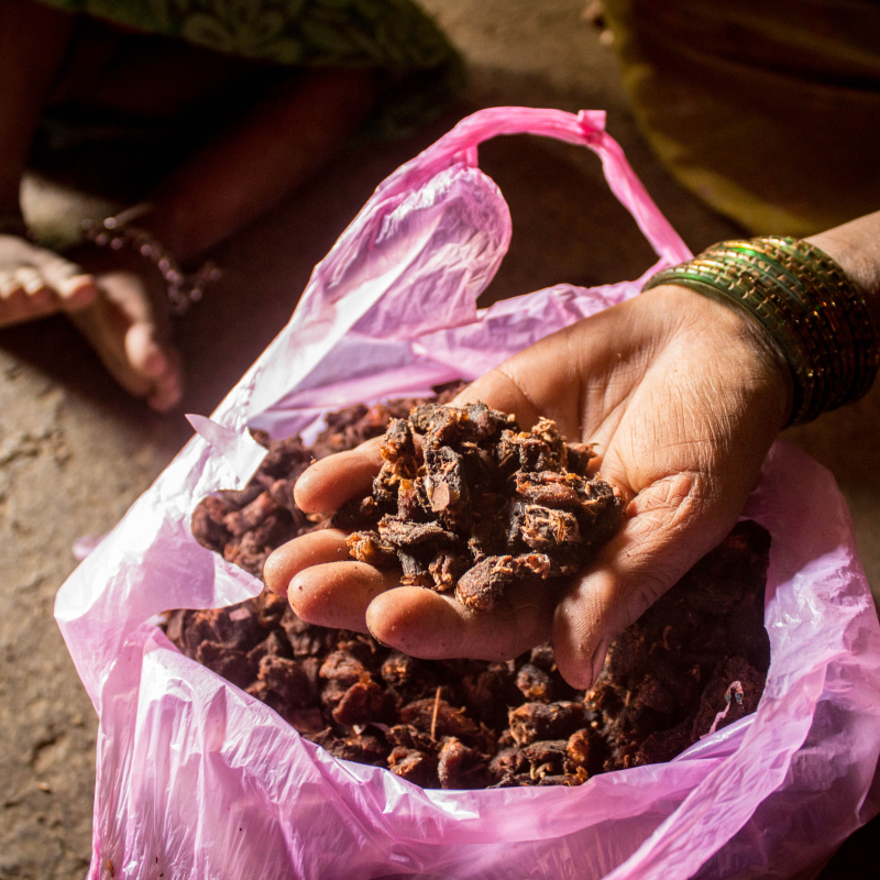 Sacred Spirits of the Warlis: Mahua, Tadi, and the Tappers | Sahapedia