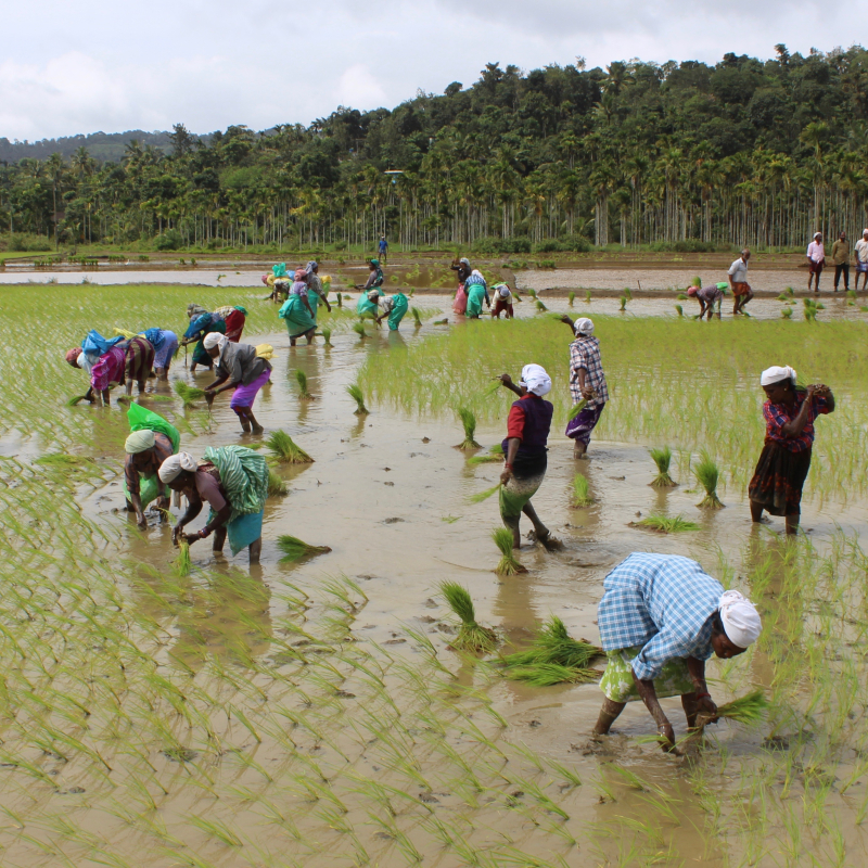 Paniya People of Wayanad: A Brief Ethnography | Sahapedia