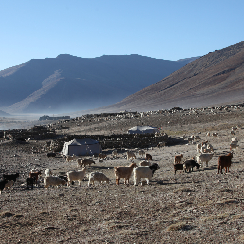 The Fabric of Life: Nomadic Textiles from the Ladakh Himalayas | Sahapedia