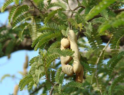 The Plants of the Thar Desert | Sahapedia