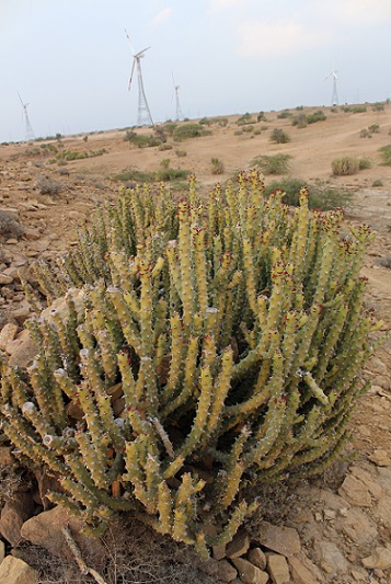 The Plants of the Thar Desert | Sahapedia