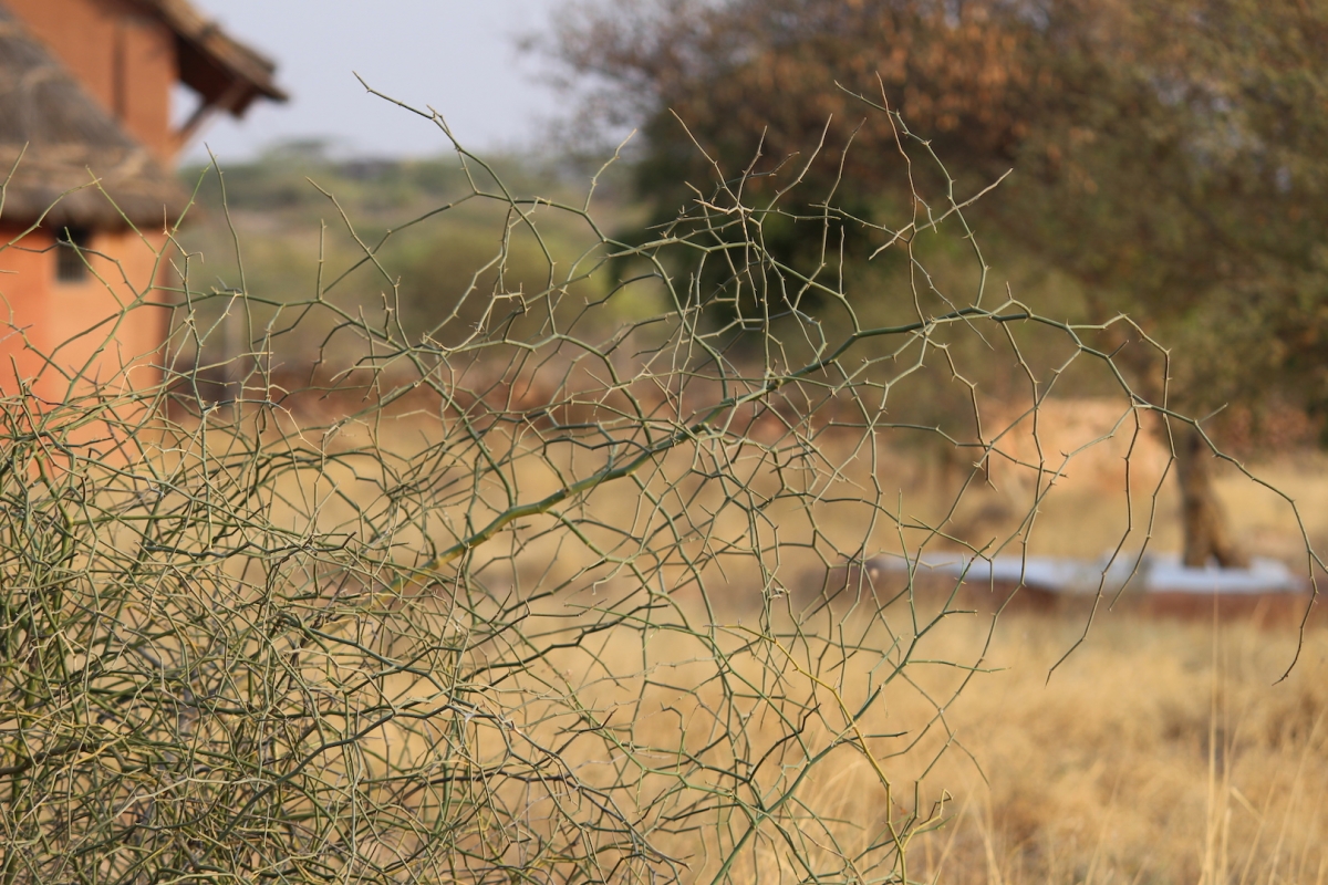 The Vegetation of the Thar Desert: Geography, History, Culture and ...
